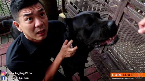 Cane Corso Si Anjing Perang Kerajaan Romawi Yang Serba Bisa Youtube