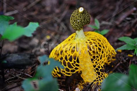 Fungus 진균류 Plant 버섯 포자 사진이미지일러스트캘리그라피 영산공작가