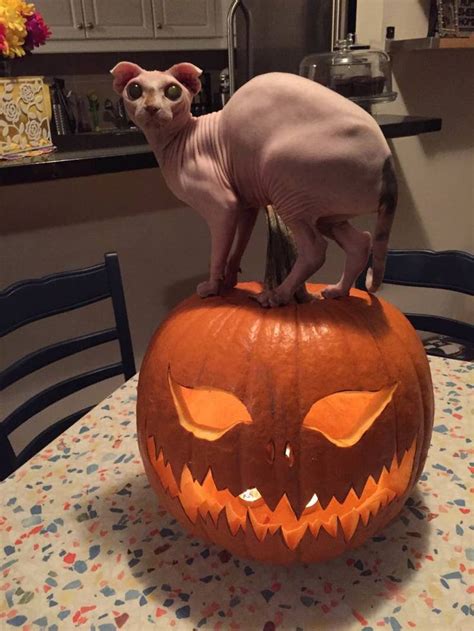 This Naked Cats Dobby The House Elf Costume Is So Magically Perfect Dobby Cat Hairless Cat