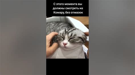 кот комару Youtube