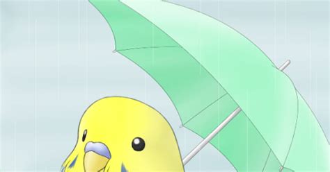 セキセイインコ 雨ふり1113更新 蓮雪 彗＠絵描く時間がのイラスト Pixiv
