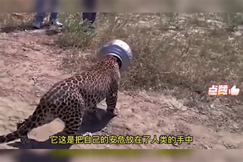 花豹头被水壶卡住，威严顿时扫地，迫于无奈的它只能寻求人类帮助水壶人类