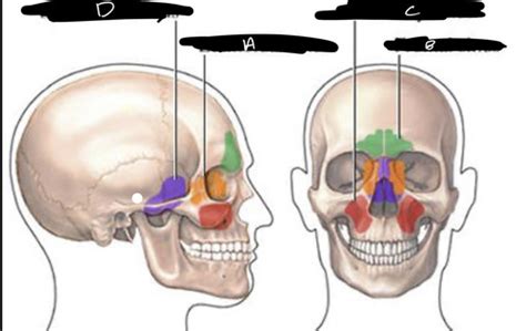 Lab Exam 3 Oral Flashcards Quizlet