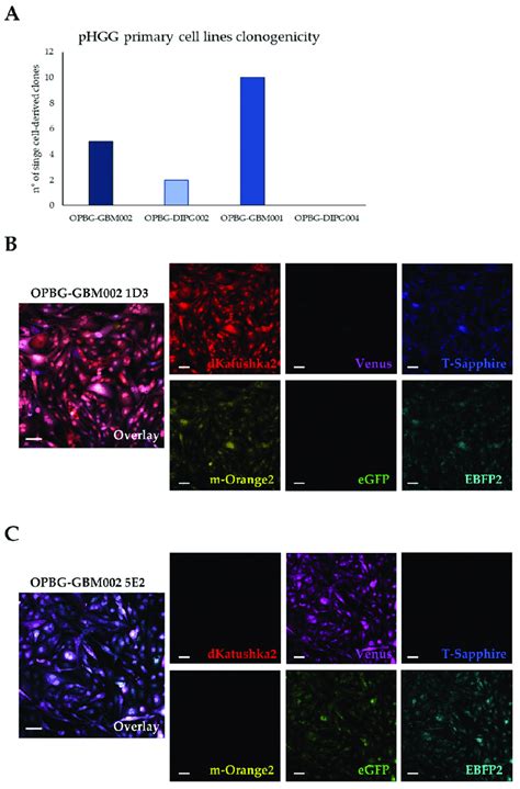 Pgbm And Dipg Optical Barcoded Single Cell Derived Clones Analyzed On Download Scientific