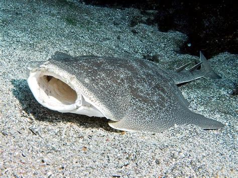 Angel Shark Ocean Treasures Memorial Library
