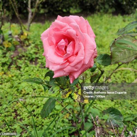 Rose Of Venezuela Photos And Premium High Res Pictures Getty Images