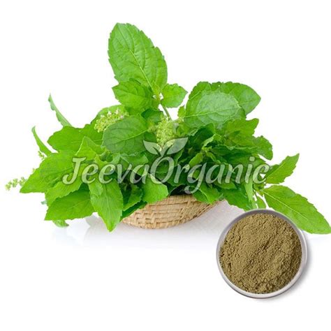 Bulk Holy Basil Leaf Extract 6 1 Ocimum Sanctum