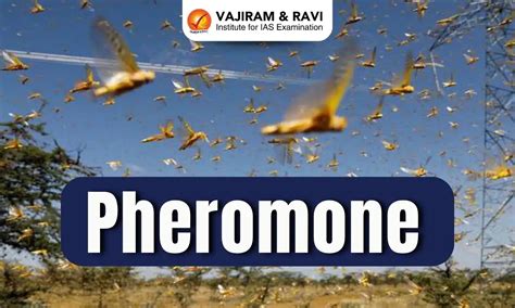 Pheromone Types Uses Latest News