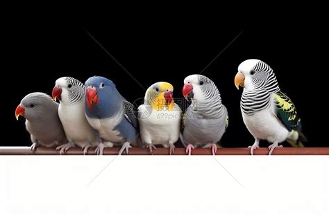 宠物鹦鹉鸟高清图片下载 正版图片600146092 摄图网 宠物鹦鹉鸟高清图片下载 正版图片600146092 摄图网