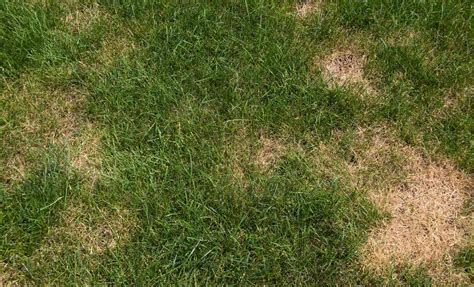 Identifying 19 Common Lawn Diseases