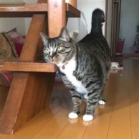 飼い主さんが集中しているとき、猫が“スリスリ”する理由（ねこのきもちnews）