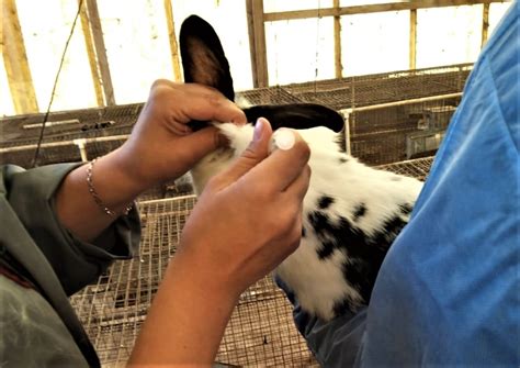 Arrancó la vacunación de Conejos contra la Enfermedad Hemorrágica Viral