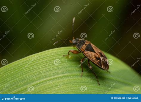 Closeup Shot Of The Elm Seed Bug On A Green Leaf Arocatus