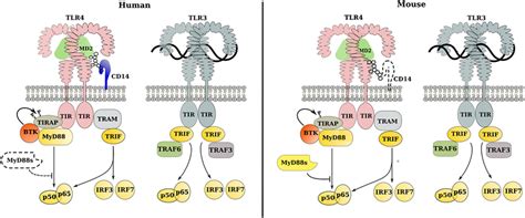 Signaling Cascades Initiated By Ligand Binding By Tlr3 And Tlr4 In Download Scientific Diagram
