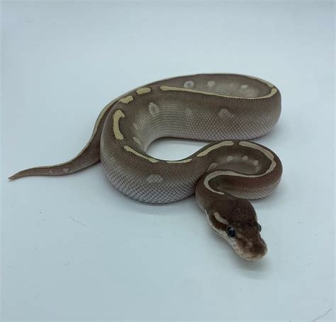 Mystic Potion Ball Python By Rubicon Reptiles