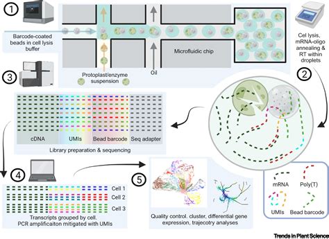 single cell rna sequencing ngs analysis