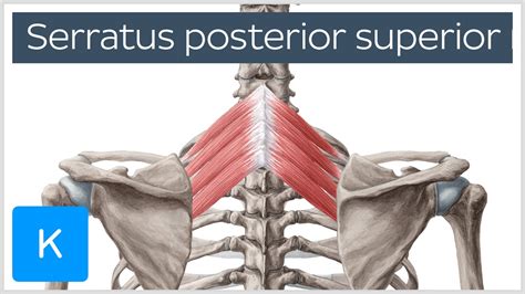 Serratus Posterior Superior Origin And Insertion