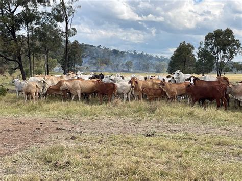 500 Brahman X Cows And Calves Listing Cattlesales