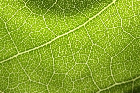 Leaf Structure And Function Advanced Read Biology CK 12 Foundation