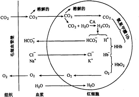 四、co2在血液中存在的形式 中西医 医学