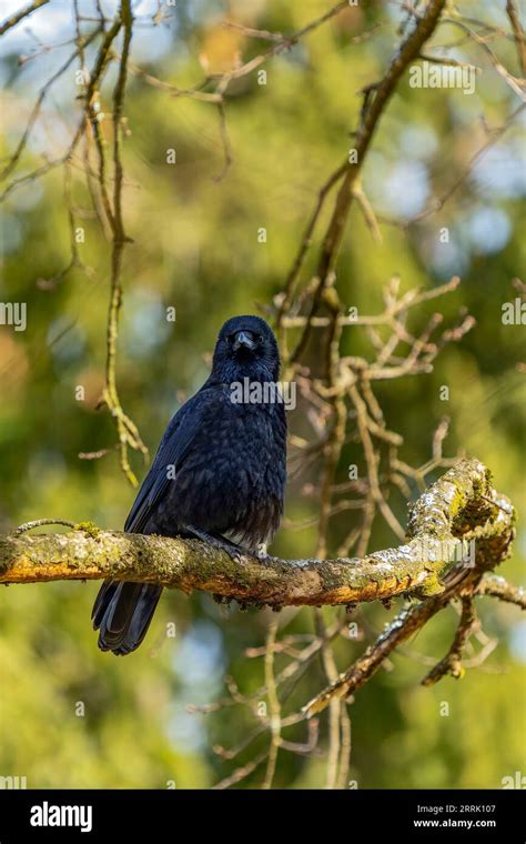 The Carrion Crow Corvus Corone Is A Species Of Bird In The Corvid