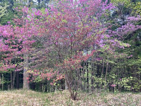 コバノミツバツツジ標準木 ブログやしろの森公園 兵庫県加東市