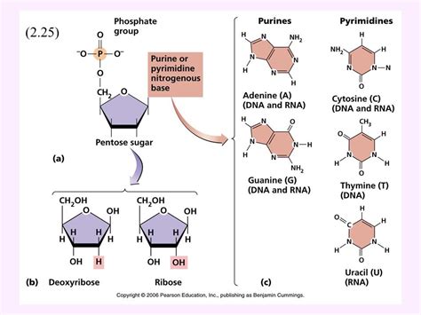 Ch 7 Microbial Genetics Nucleotide 2 27 2 25 Ppt Download