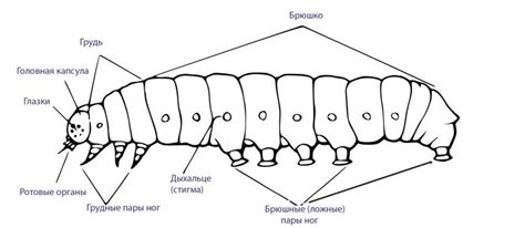Гусеница – описание, виды, фото, ядовитые и красивые гусеницы