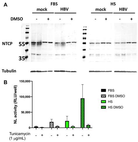 Ntcp Glycosylation And Inhibition By Tunicamycin A Western Blot