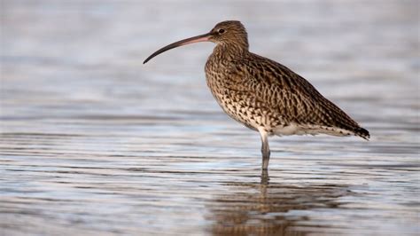 Essex And Suffolk Rivers Trust On Linkedin Wildlifewednesday Curlew