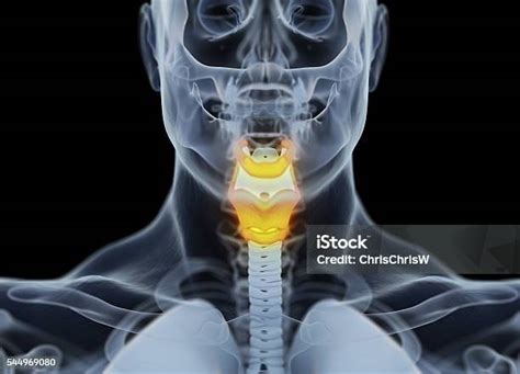 인간의 갑상선 엑스레이 이미지 3d 일러스트레이션 갑상샘에 대한 스톡 사진 및 기타 이미지 갑상샘 갑상샘기능 저하증 갑상샘기능 항진증 Istock