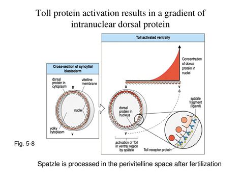 Ppt Morphogen Gradient Cascade Signal Transduction Powerpoint