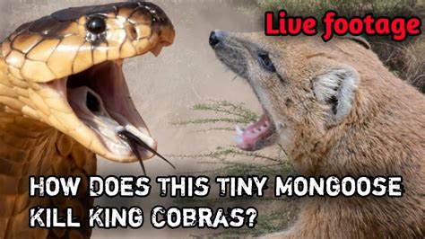 How Does This Tiny Mongoose Kill King Cobras YouTube