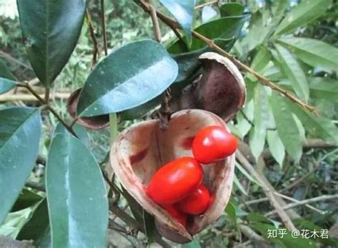 王维《相思》诗词中的“红豆”，究竟指的是哪一种植物？ 知乎