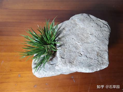 如何制作一个好看的附石菖蒲 知乎