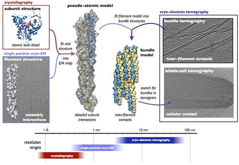 Plasmid Segregation