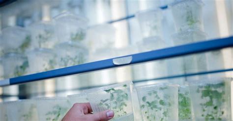 유전자가위 혁명 ③ 말 많은 Gmo 대체할 유전자 교정 작물 미래 시장 규모 100조원 전망”