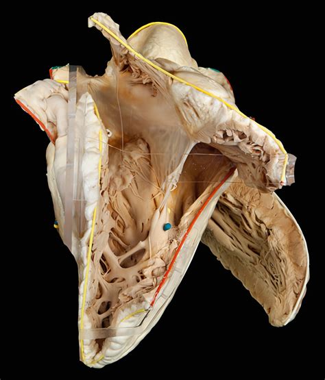 Dem 153 Anatomionlinedk