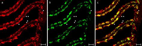 Immunolocalization Of A Tut Red B Na K Atpase Nka Green