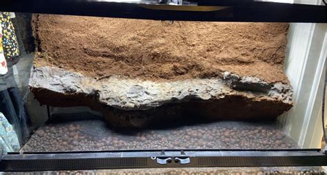 Someones Enjoying Their Bioactive Enclosure R Bioactive