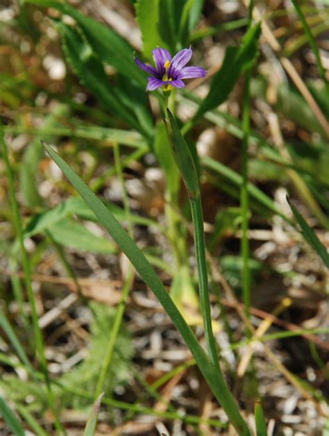 Idaho Blue Eyed Grass Photos Page 1