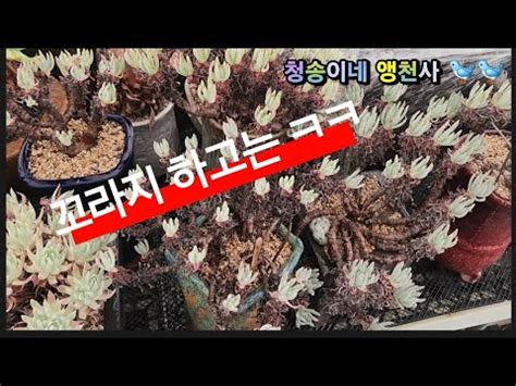 마음떠난 다육맘 다시 돌릴수있을까 두들레야 동형종 꼬라지하고는 다육집사 다시 다육매니아로 돌릴수 있을까 Youtube