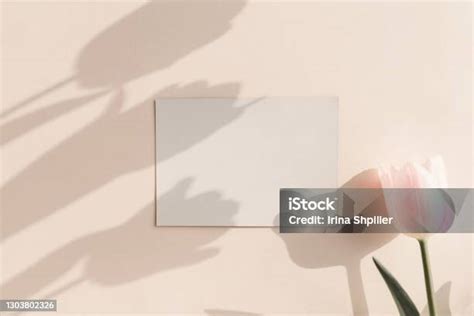 무디 튤립 꽃 그림자와 복사 공간 클로즈업 상단 보기와 가벼운 파스텔 배경에 빈 카드 모형 0명에 대한 스톡 사진 및 기타 이미지 Istock