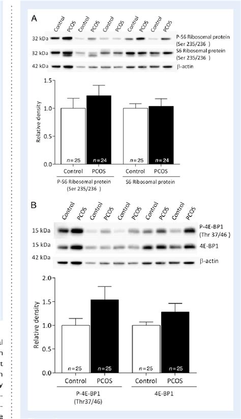 Figure 2 From Placental Stat3 Signaling Is Activated In Women With Polycystic Ovary Syndrome