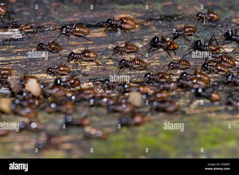 Termiten Isoptera Termites Tanjung Puting Nationalpark Borneo