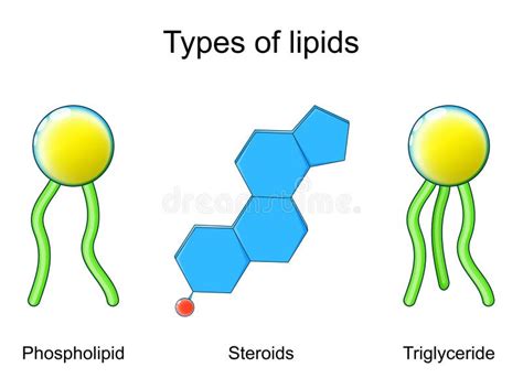 Triglyceride Molecule Structure