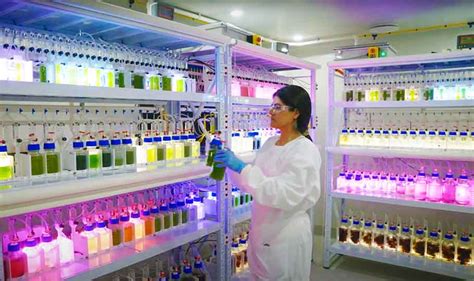 Provectus Algaes Precision Photosynthesis