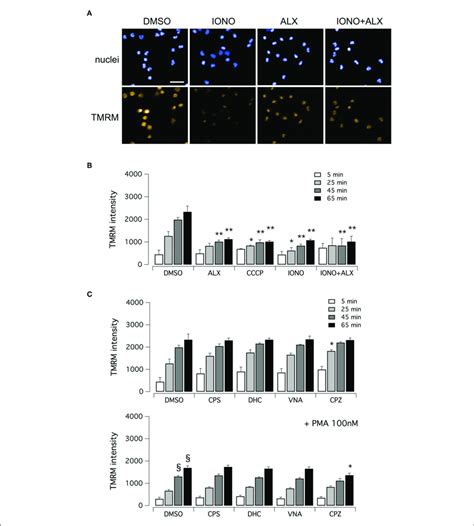 Evaluation Of Mitochondrial Viability In Human Neutrophils A