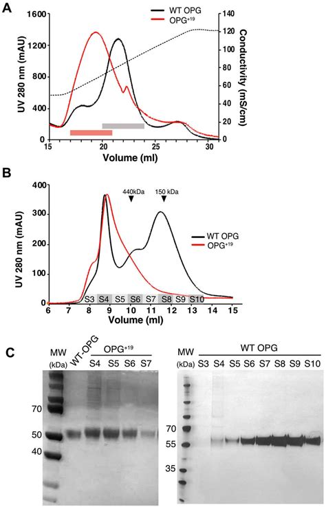Purification Of Wild Type And Mutant Human Opg A Binding Of Hopg To