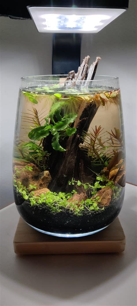 My First Jarrarium R Jarrariums